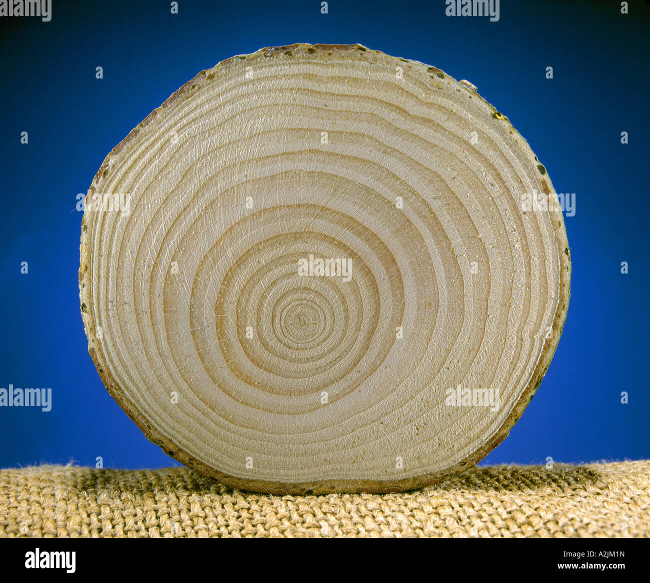Cross section pinus hi-res stock photography and images - Alamy