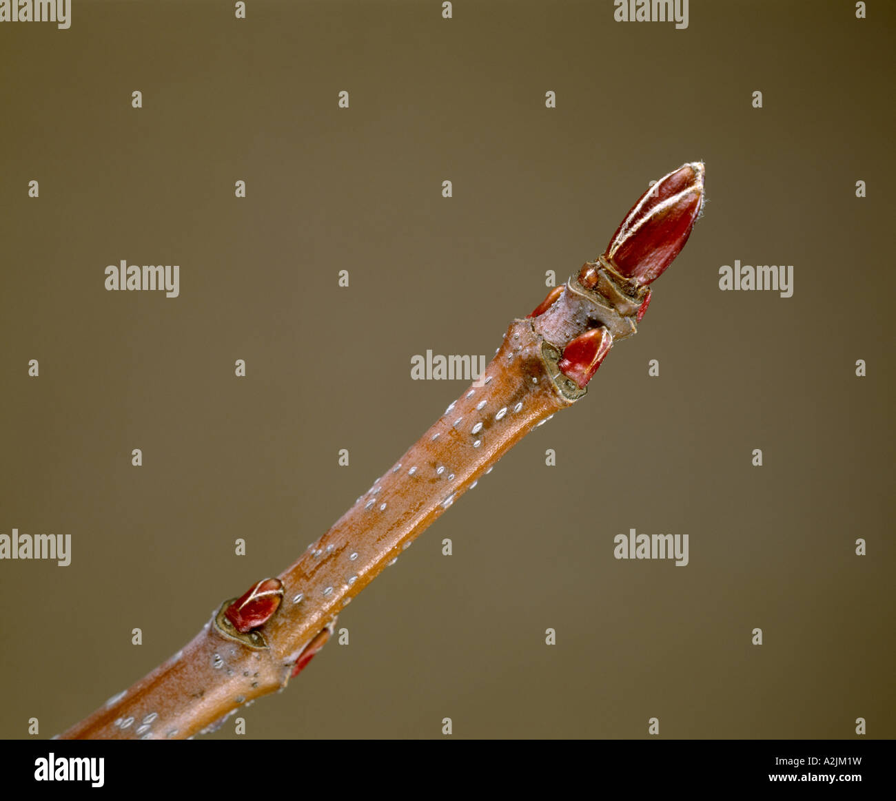 SILVER MAPLE, SOFT MAPLE OR WHITE MAPLE (ACER SACCHARINUM) WINTER TWIG ...