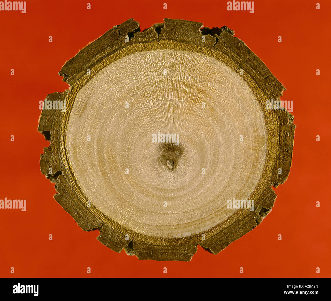 Walnut Log Cross Section