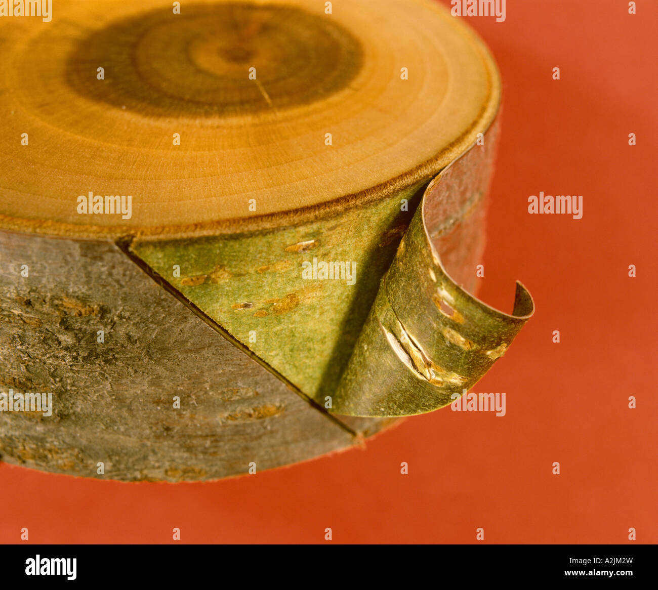 SOUR CHERRY TRUNK CROSS SECTION (PRUNUS CERASUS Stock Photo - Alamy