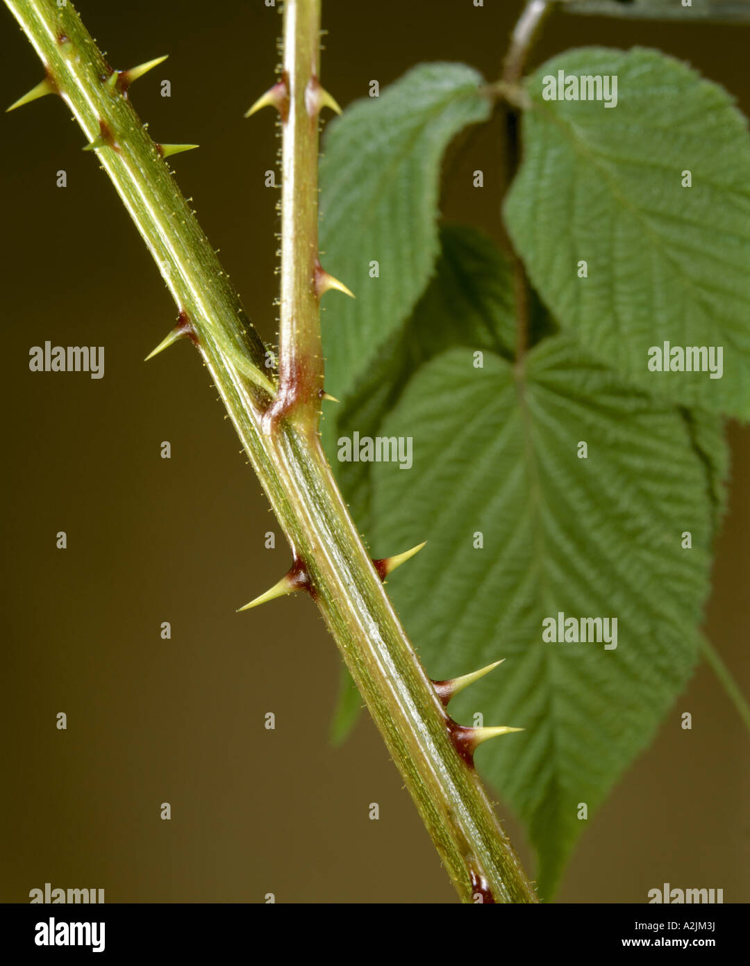 Ridged leaves hi-res stock photography and images - Alamy