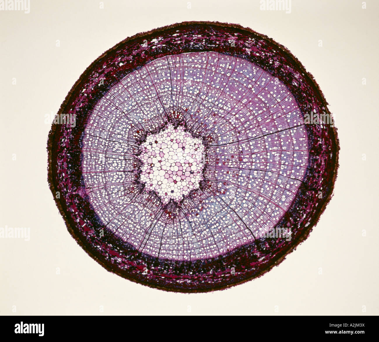 MAPLE STEM (ACER SP.) CROSS SECTION 14X Stock Photo - Alamy