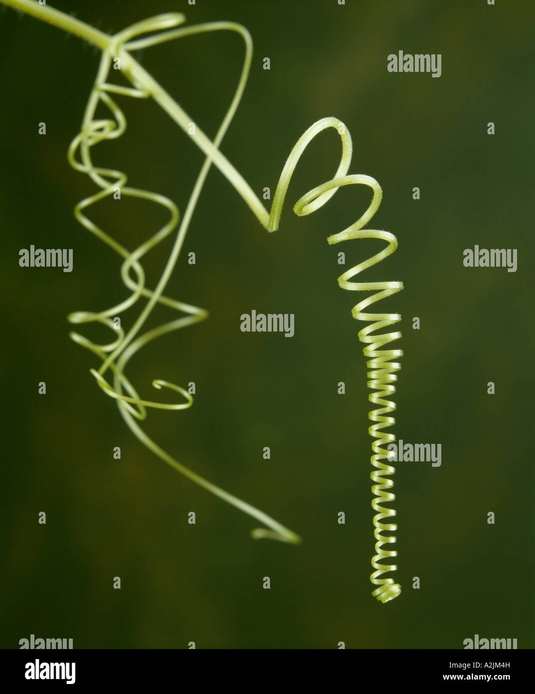 Tendrils are modified leaves hi-res stock photography and images - Alamy