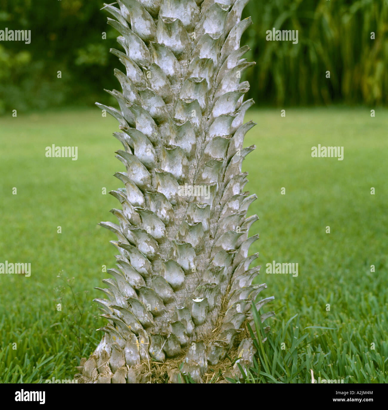 PALMA DE SOMBRERO; COBIJA (COPERNICIA TECTORUM) SPINEY BARK / FLORIDA ...