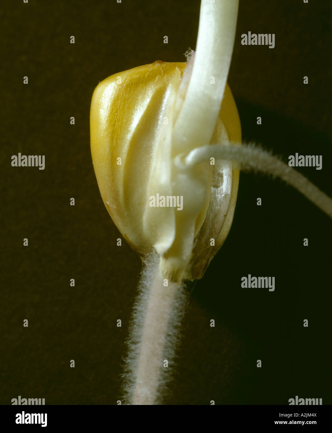 Plant root hairs hi-res stock photography and images - Alamy