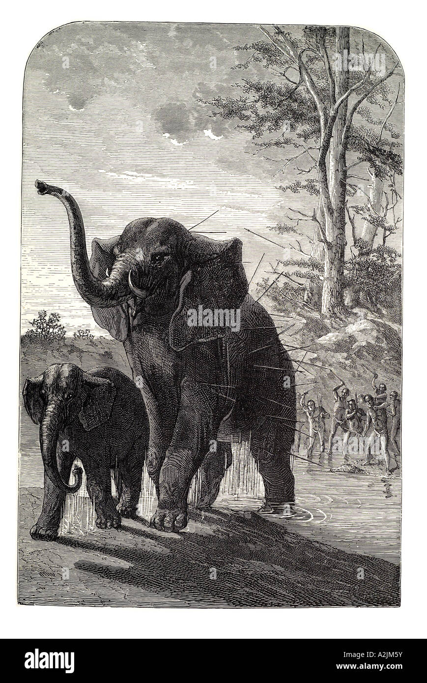 Elephant hunt hi-res stock photography and images - Alamy