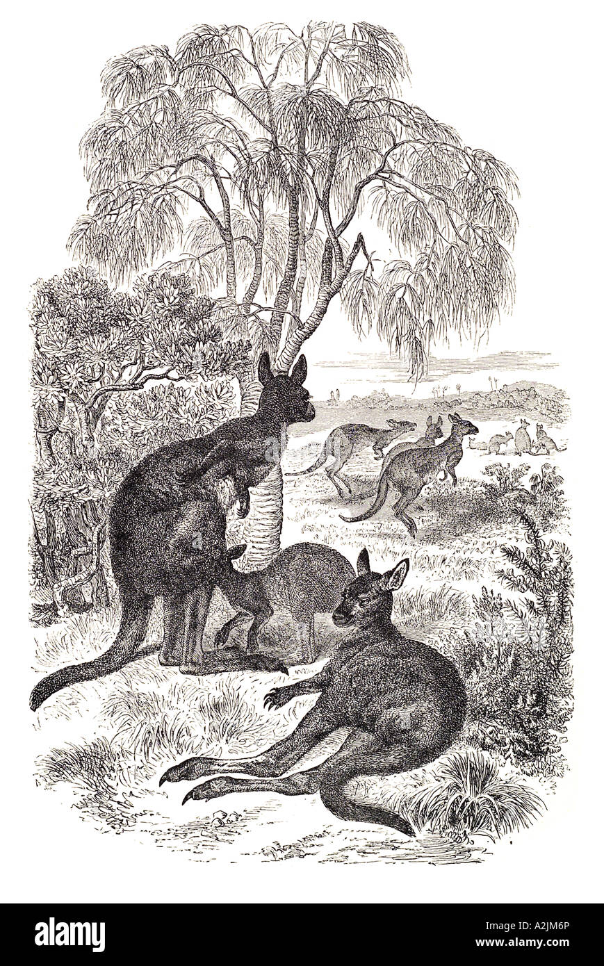 Australia Australian outback marsupial kangaroo macropus native graze ...