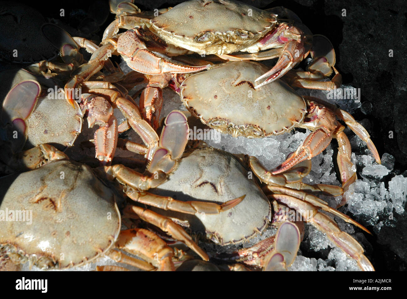 New zealand crab hi-res stock photography and images - Alamy