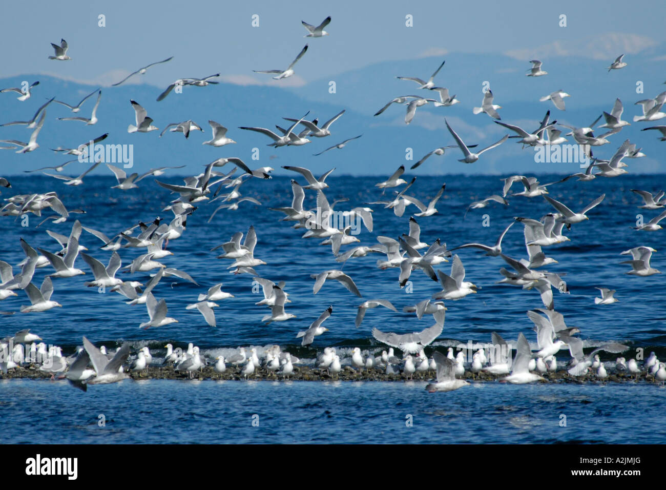 Pure white seagulls hi-res stock photography and images - Alamy