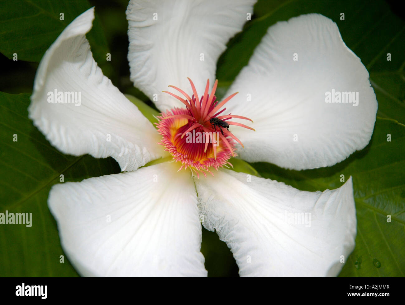 Elephant Fruit (Apple) Flower , Dillenia Philippinensis - Singapore ...