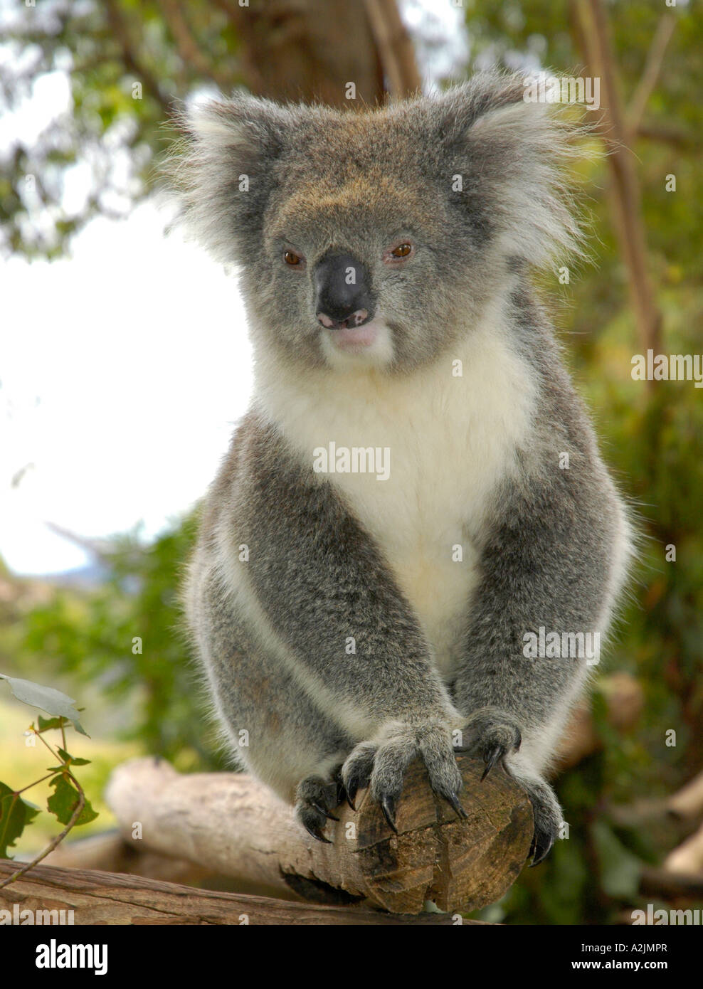 Full body of koala hi-res stock photography and images - Alamy
