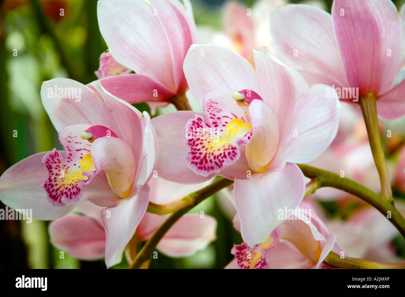 New orchid stem growing hi-res stock photography and images - Alamy