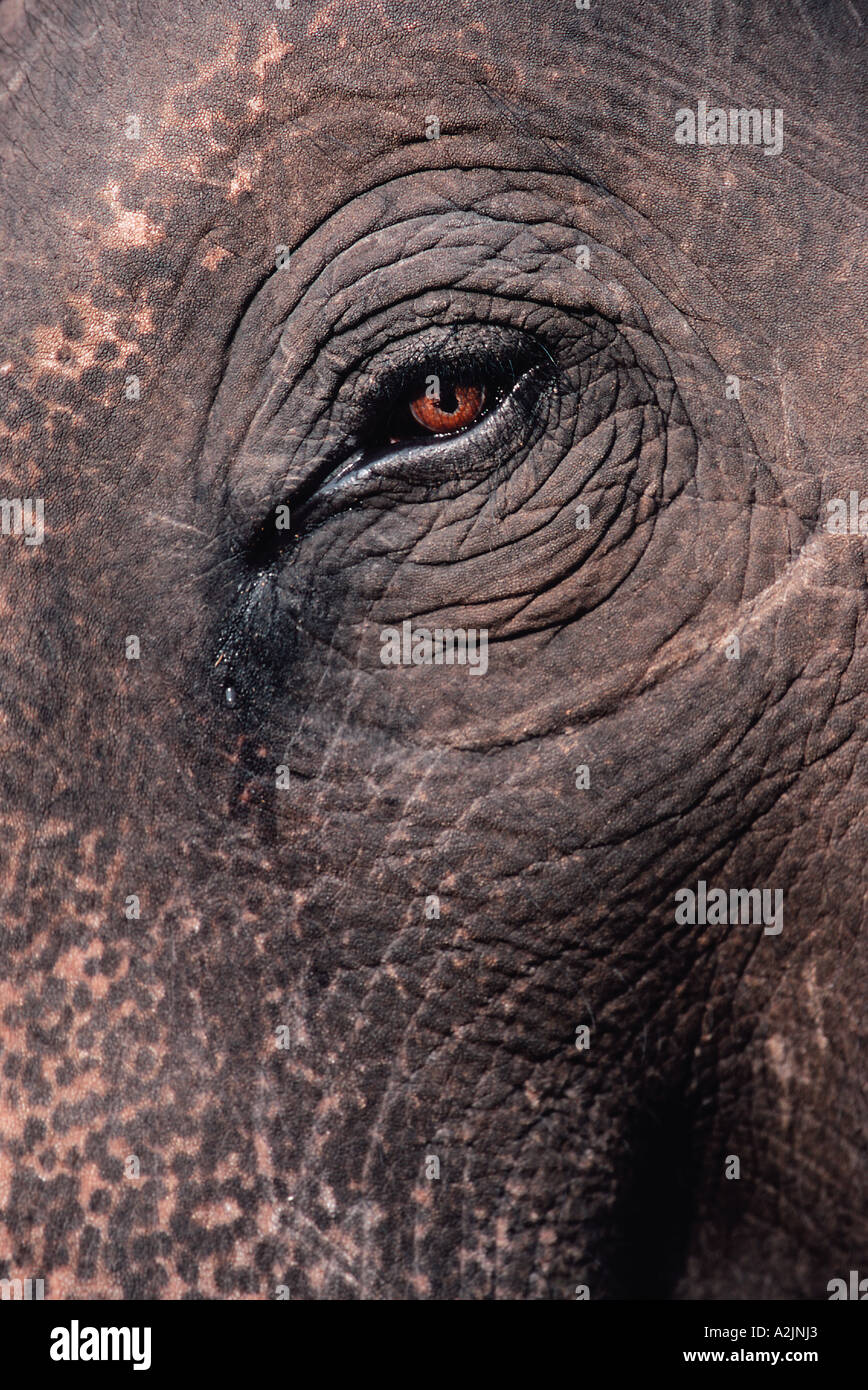 Asian Elephant, Elephas maximus, Kaziranga Nat't Park, Assam, India ...
