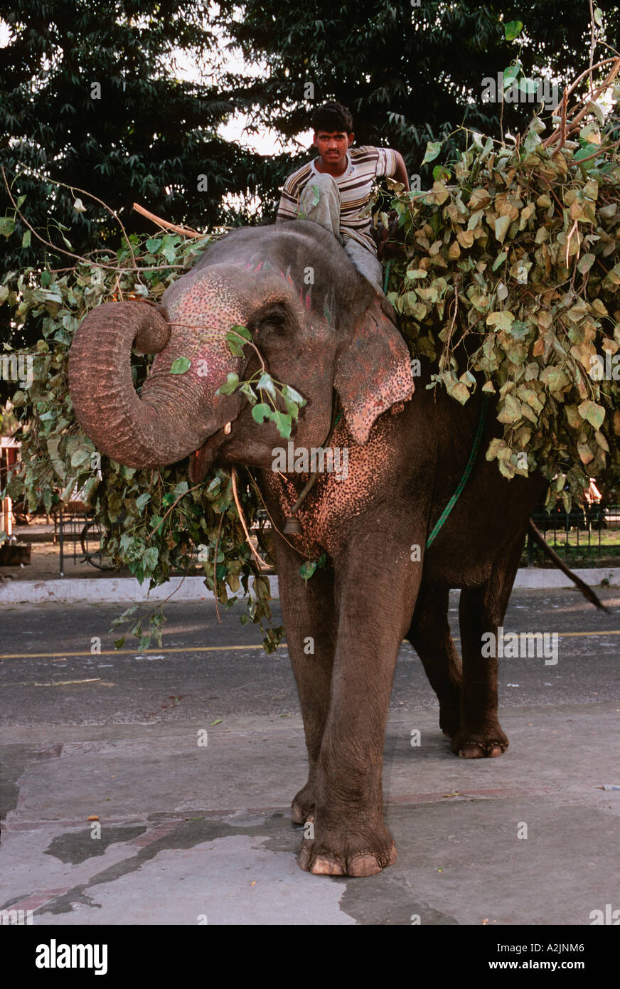 Delhi, Uttar Pradesh, India. Indian Elephant in Labor Stock Photo - Alamy