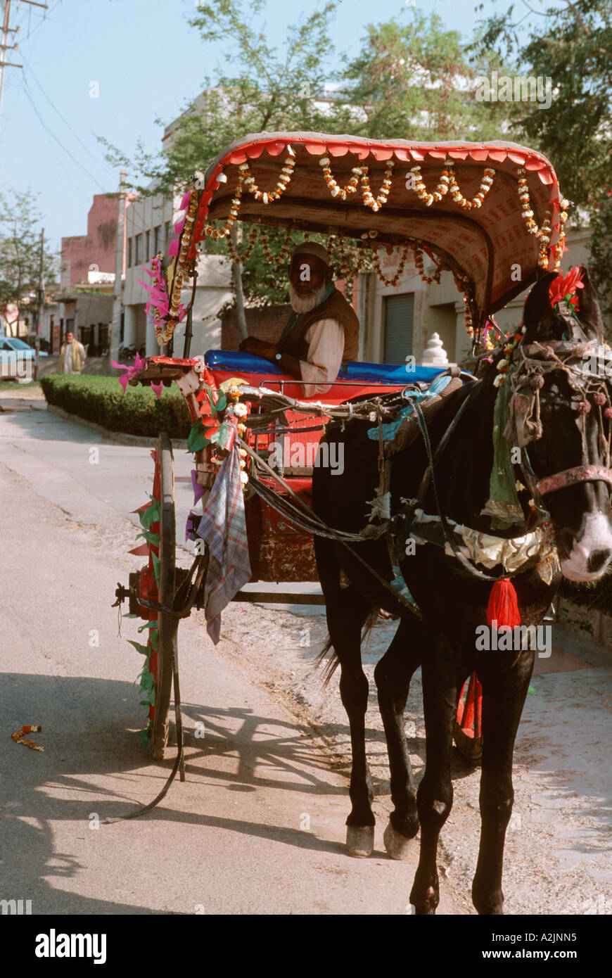 Guwahati, Assam, India, Older Indian Male in Horse Rickshaw Stock Photo ...