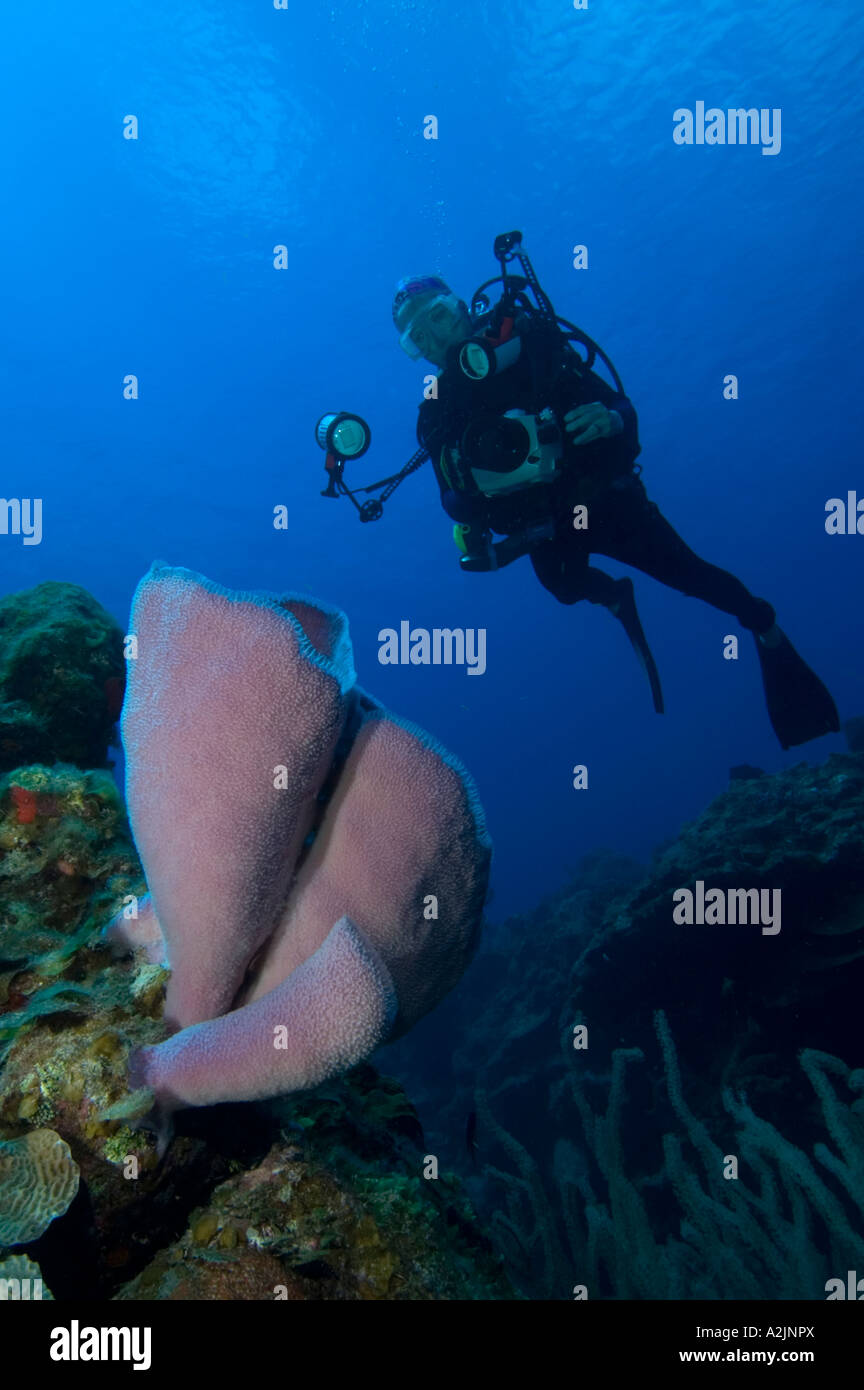 A female photographer and Pink Vase Sponge on a reef in Little Cayman ...