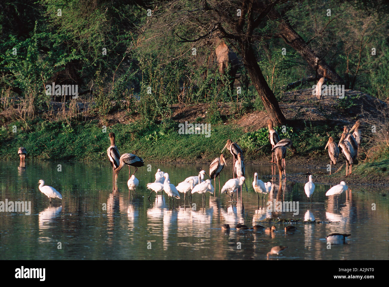 Painted Stork, Mycteria leucocephala, Bharatpur Nat'l Park, Haryana ...
