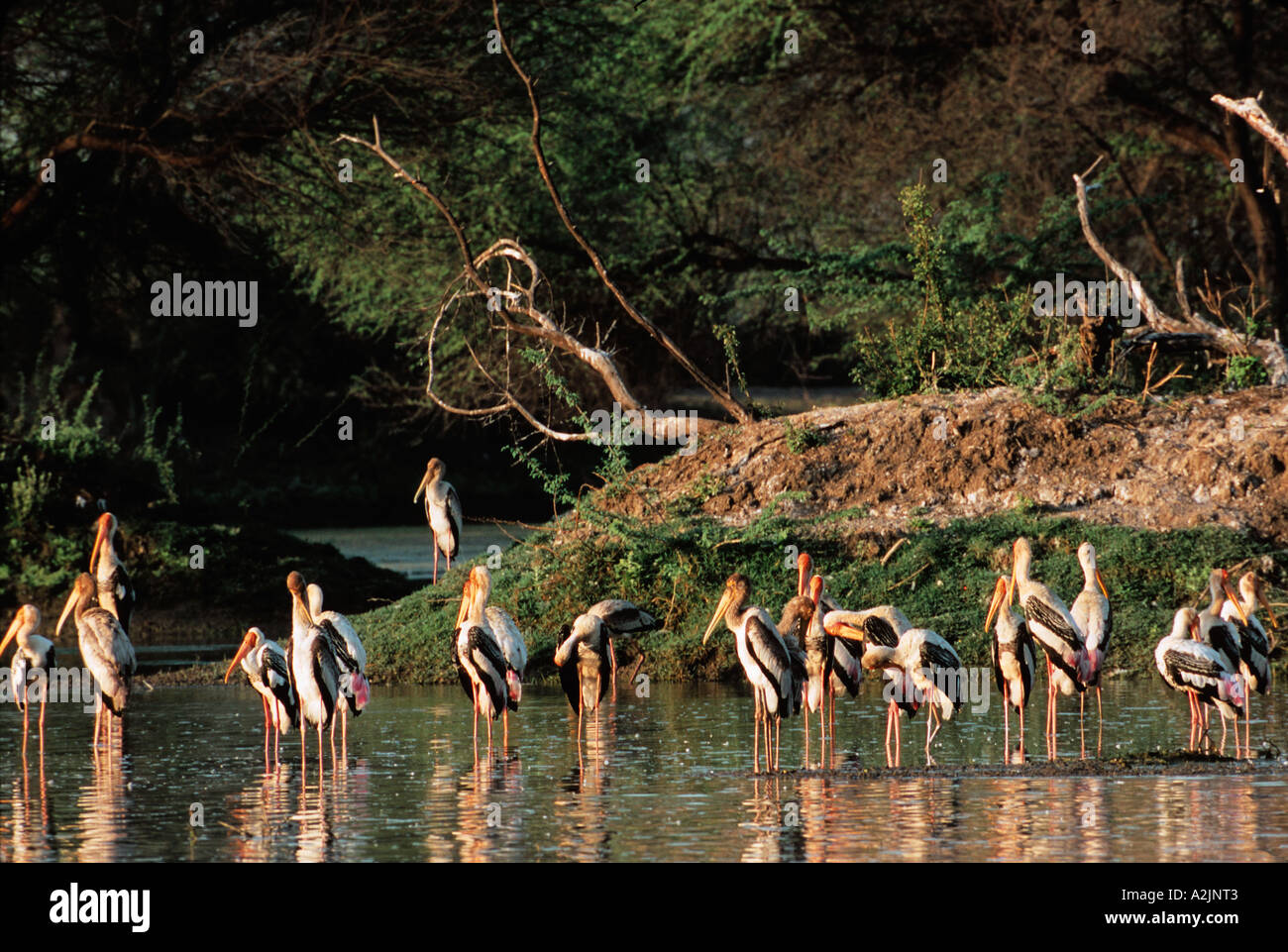 Community feeding of painted storks hi-res stock photography and images ...