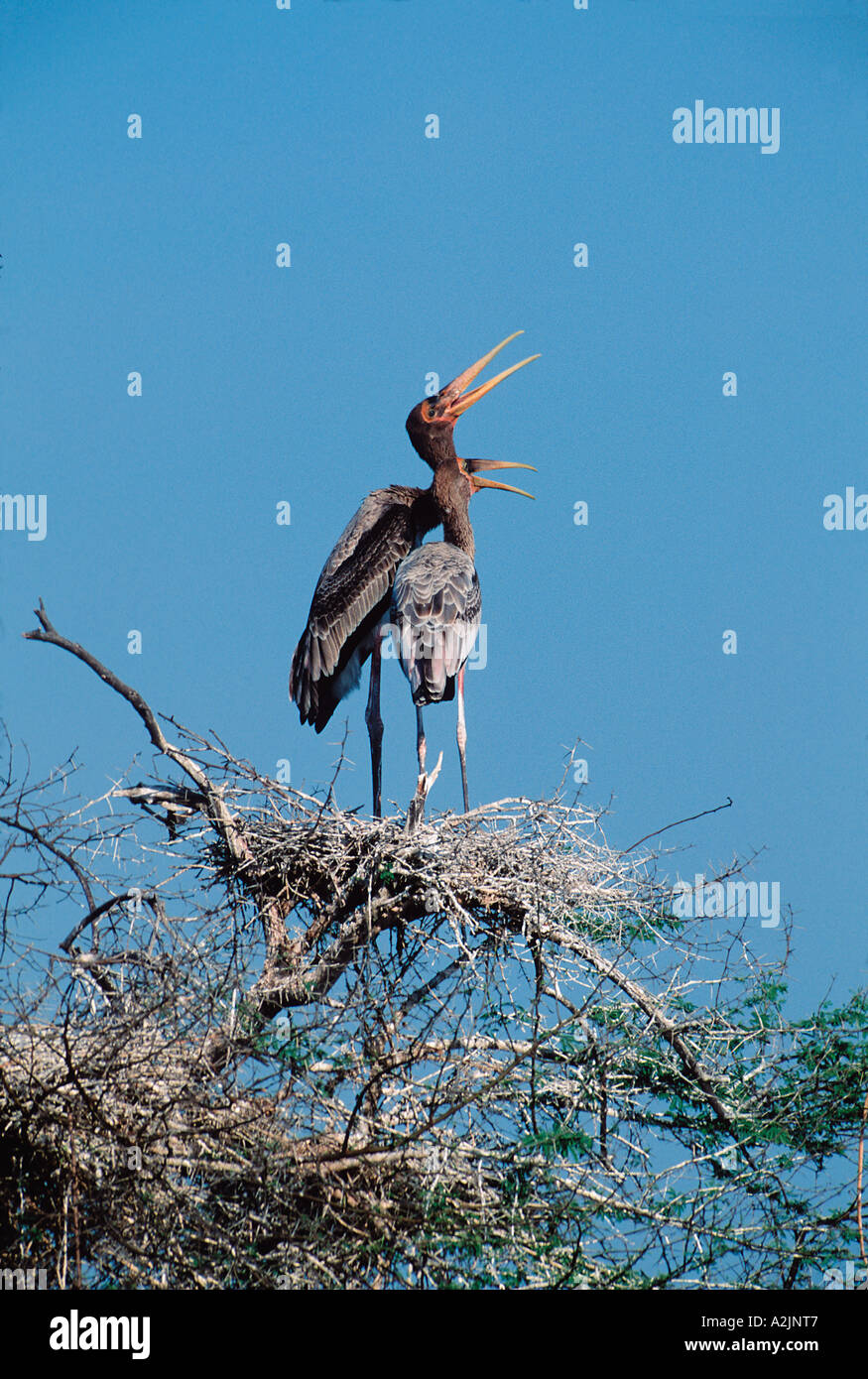 Painted Stork, Mycteria leucocephala, Bharatpur Nat'l Park, Haryana ...