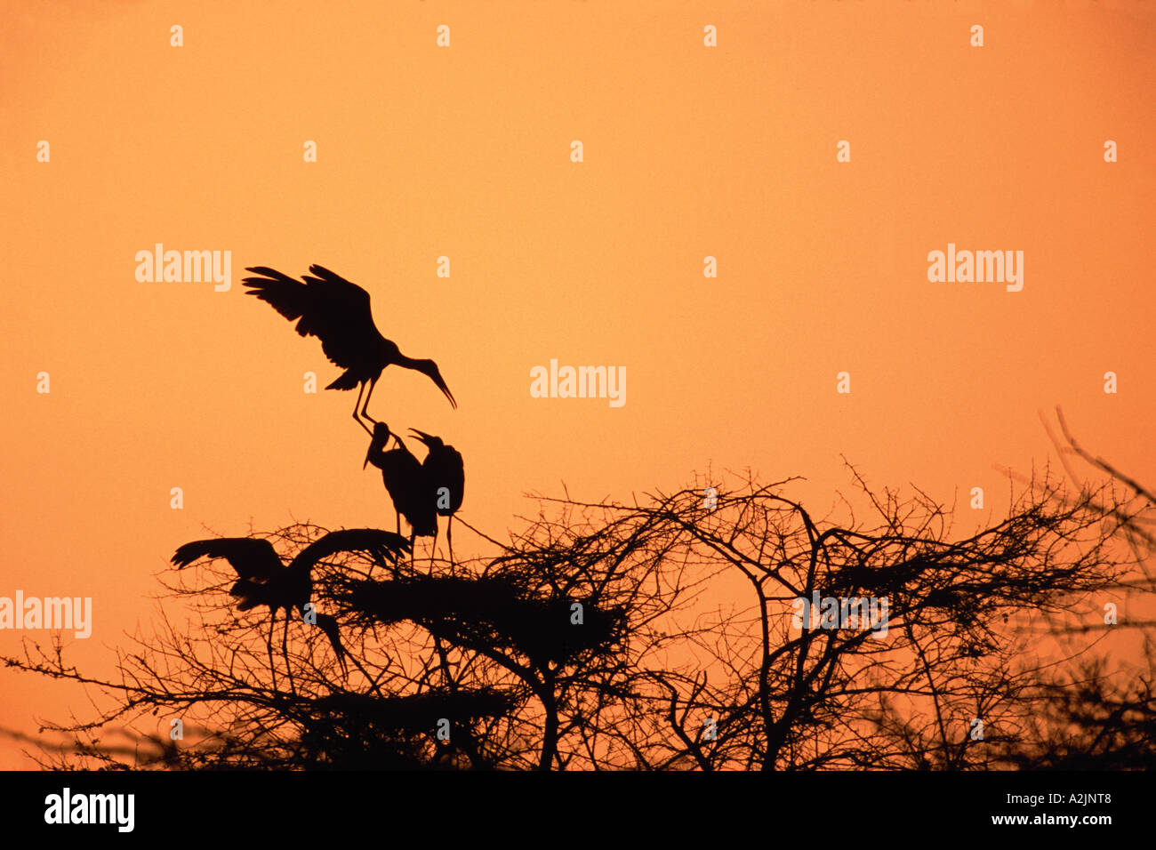 Painted Stork, Mycteria leucocephala, Bharatpur Nat'l Park, Haryana ...