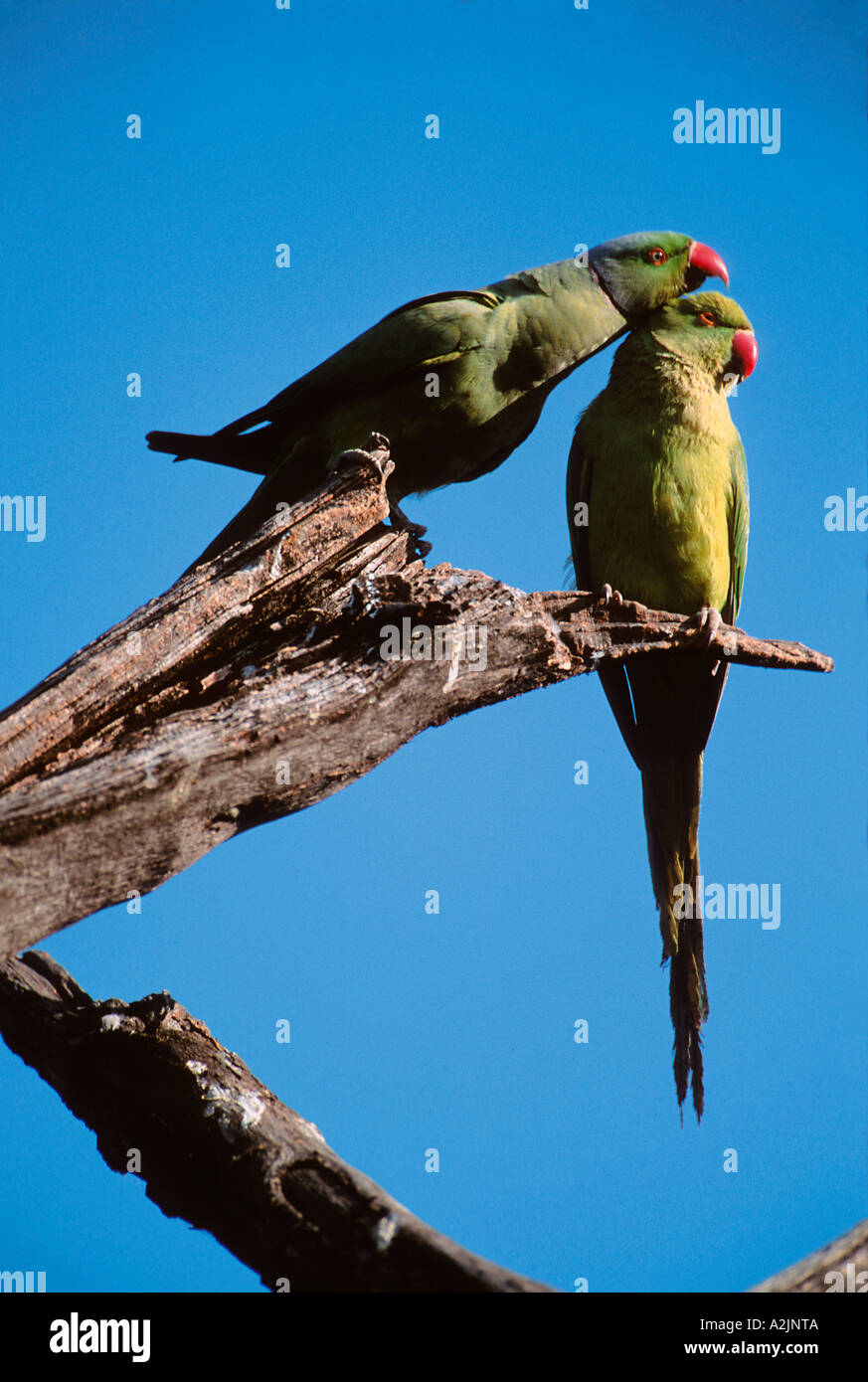 Rose-ringed Parakeet, Psittacula krameri, Bharatpur Nat'l Park, Haryana ...