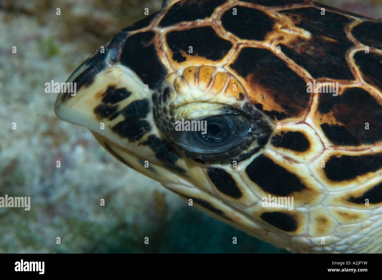 Hawksbill Turtle head shot Stock Photo - Alamy