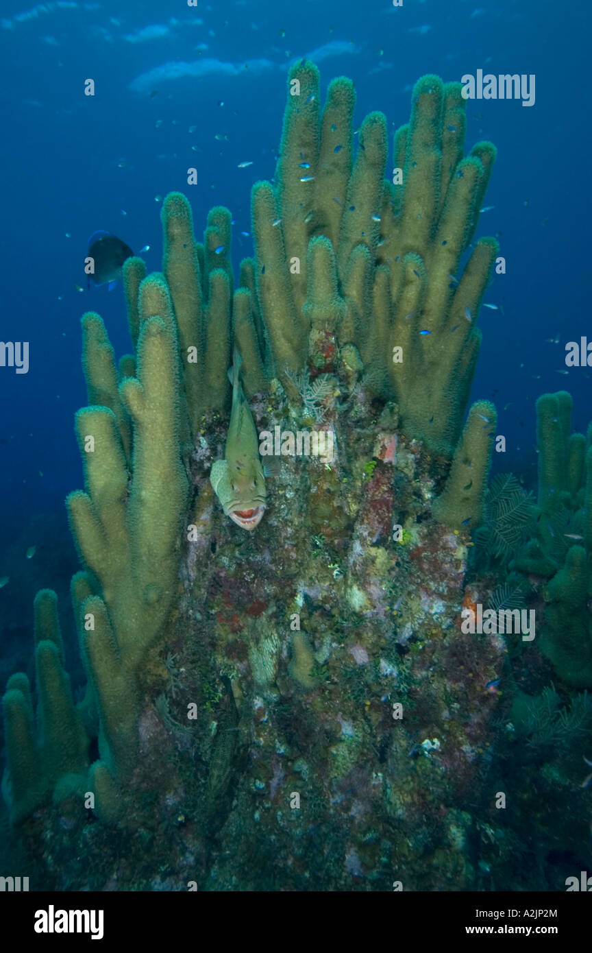 Pillar coral dendrogyra cylindrus hi-res stock photography and images ...