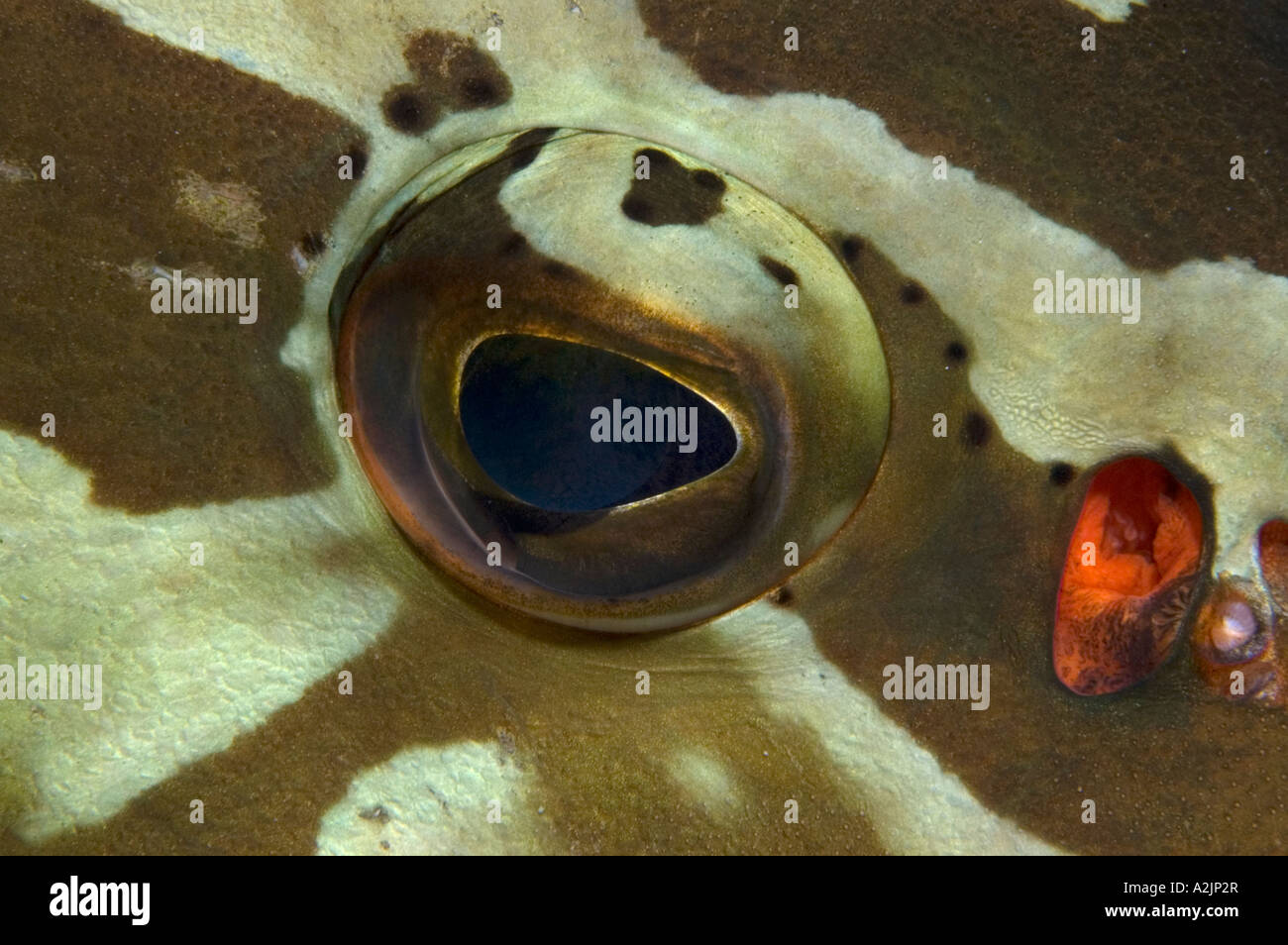 The eye of a Nassau Grouper in Little Cayman Stock Photo - Alamy