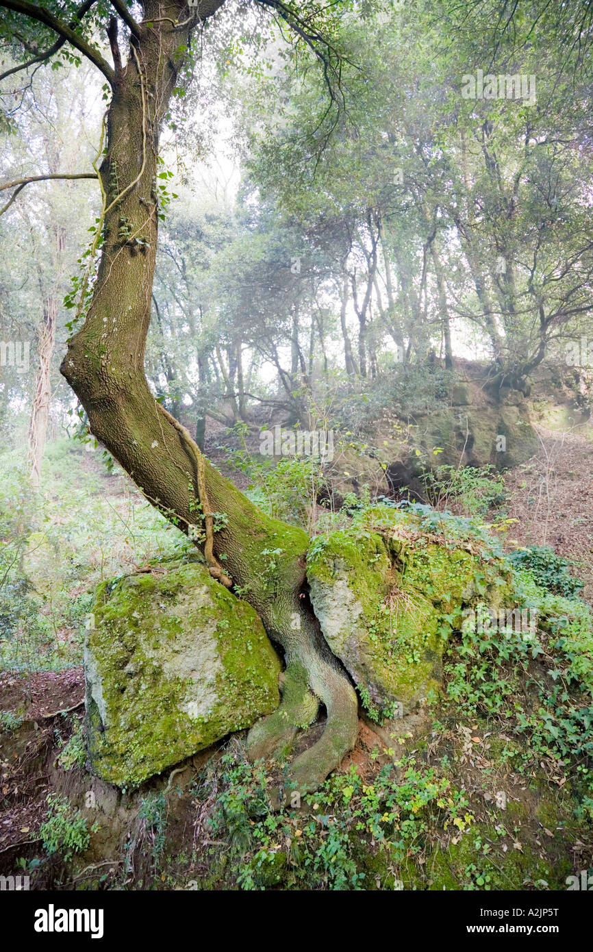 Rock encased tree Stock Photo - Alamy