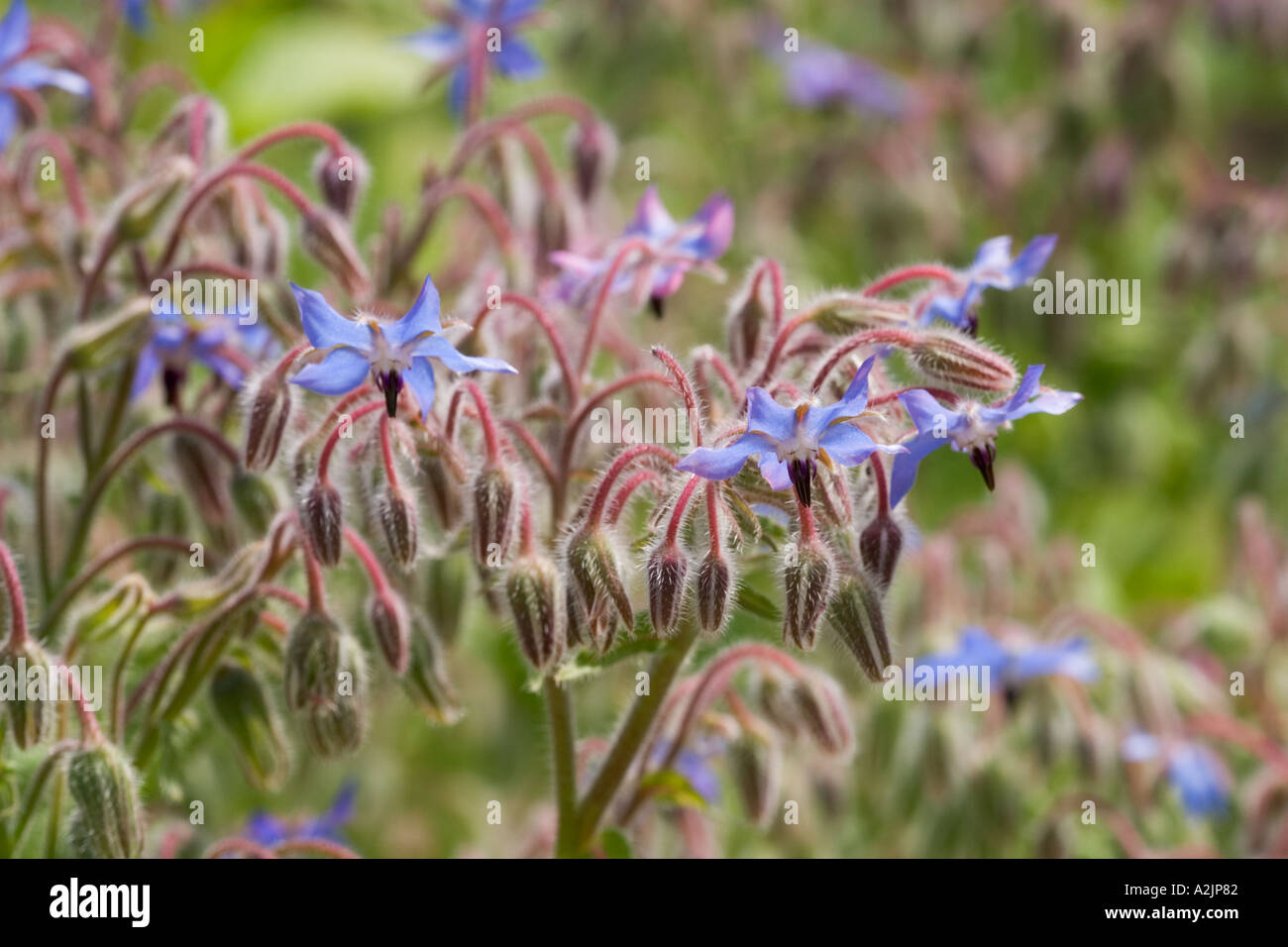 Boraginaceae pflanzen hi-res stock photography and images - Alamy