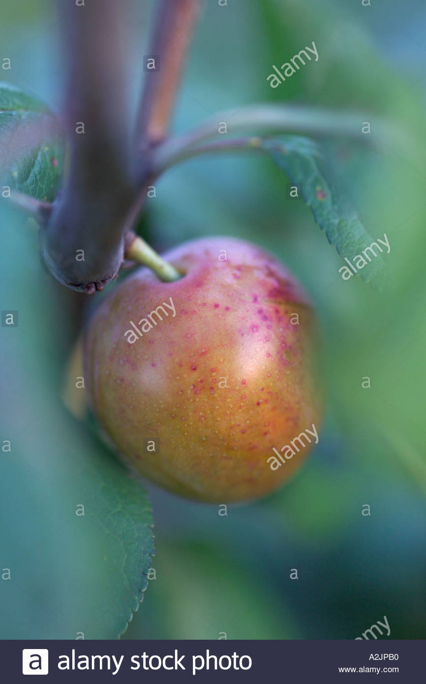 Bullace Plum Stock Photos & Bullace Plum Stock Images - Alamy