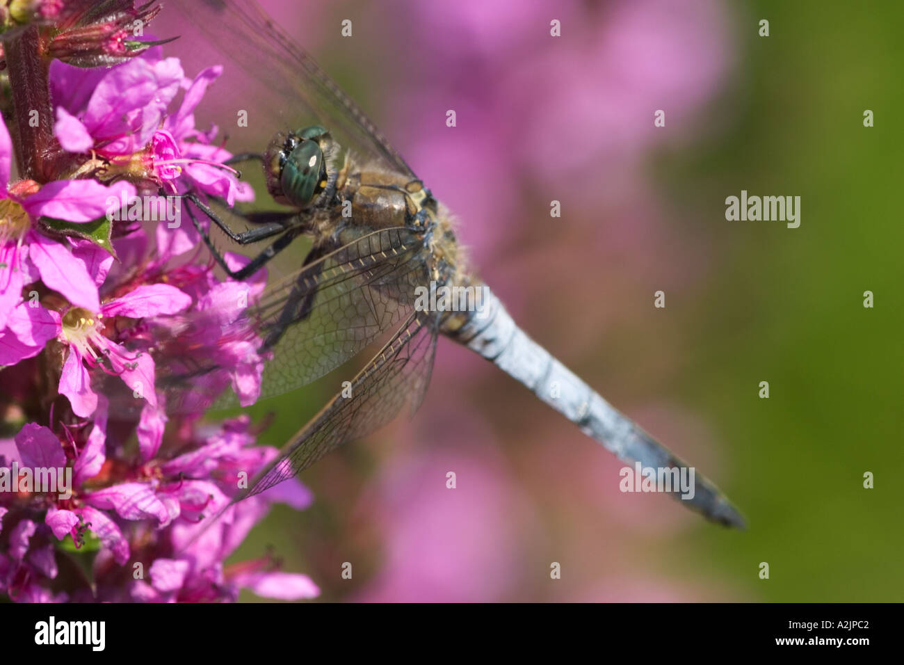 Keeled Skimmer Orthetrum coerulescens on flower of purple loosestrife ...