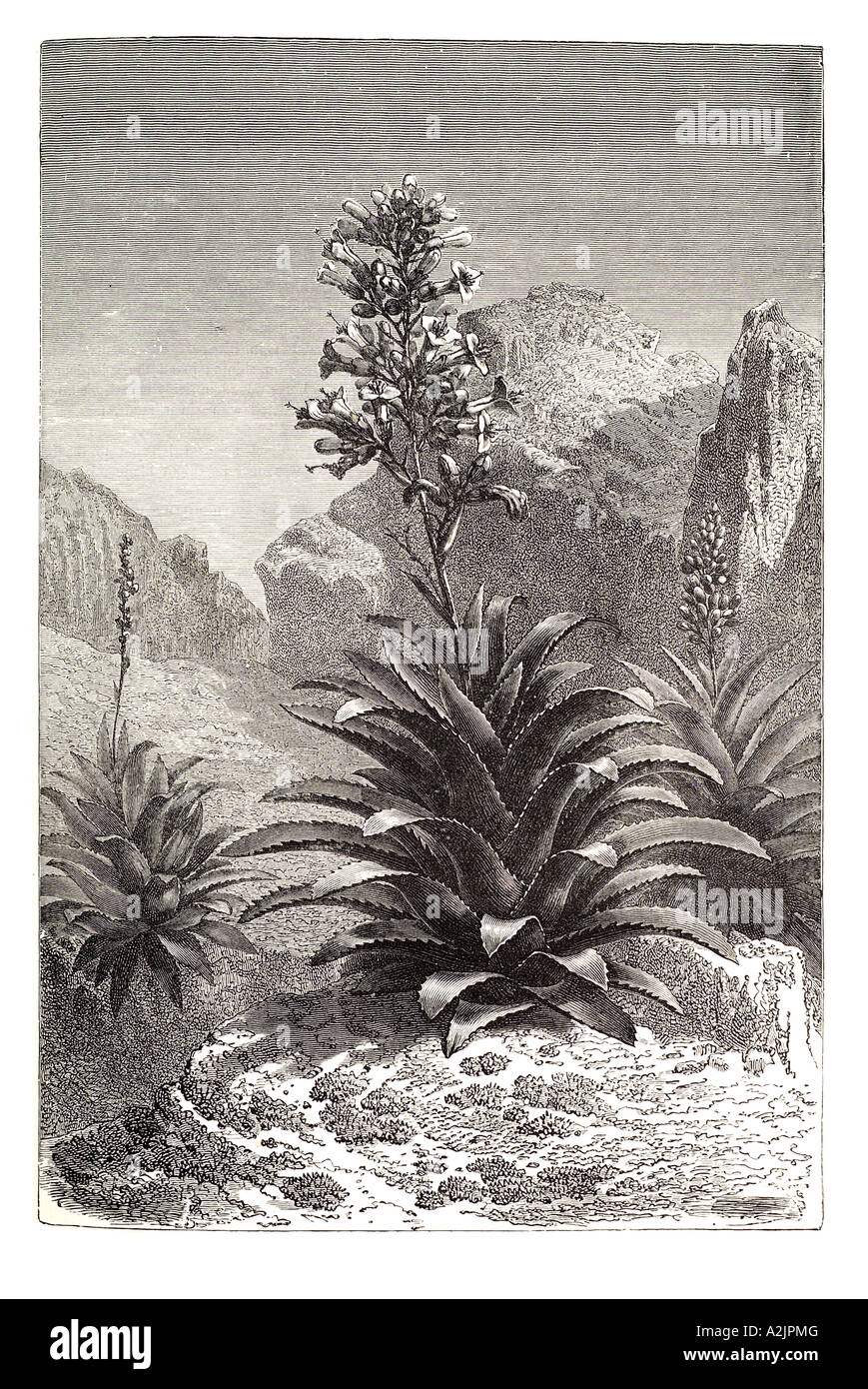 Agave century plant attenuate barbed desert mountain dry angiosperm ...