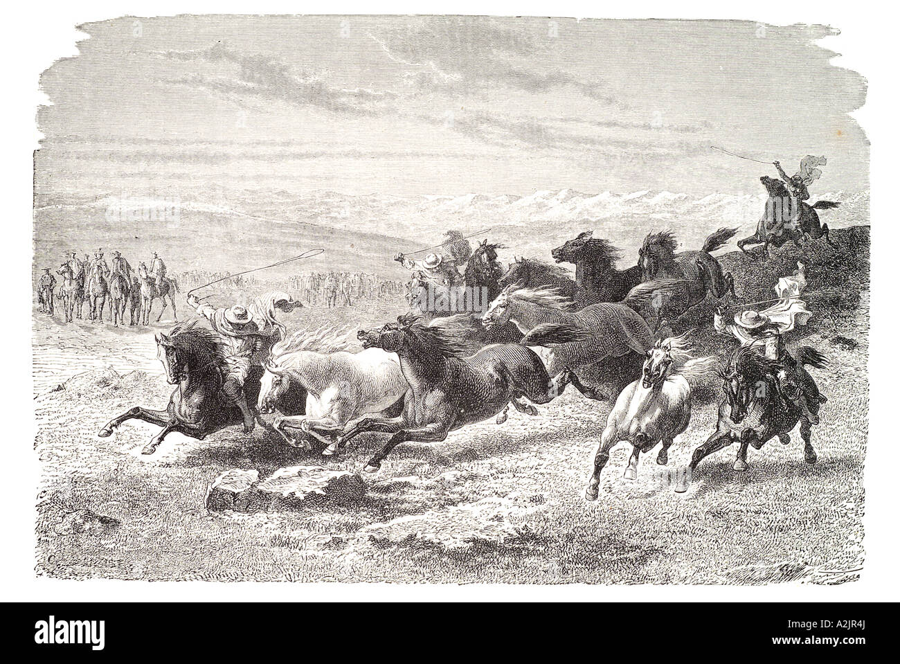 wild horses lasso cowboy horseback rider America USA American chase run ...