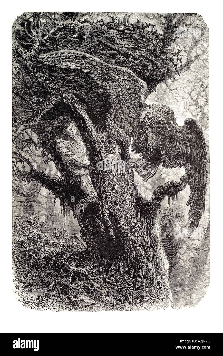 Collecting egg large raptor eagle bird tree climb hazard nest carnivore ...