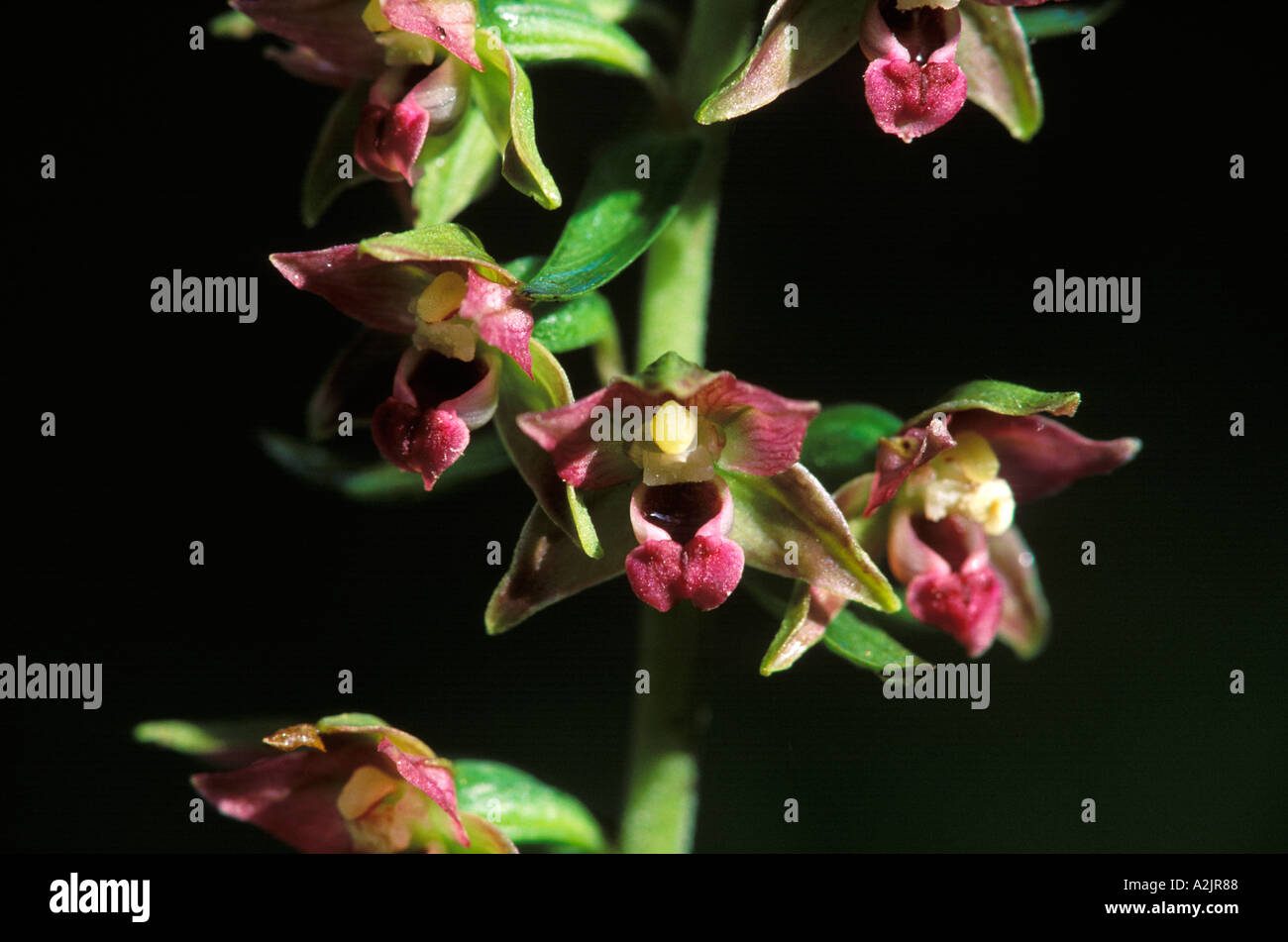 Broad Leaved Helleborine Epipactis helleborine Germany Stock Photo - Alamy