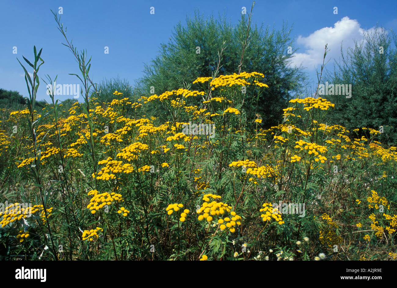 common tansy Tanacetum vulgare Germany Stock Photo - Alamy