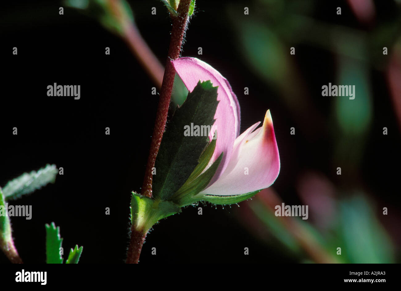 spiny restharrow Ononis spinosa Germany medicinal plant Stock Photo - Alamy