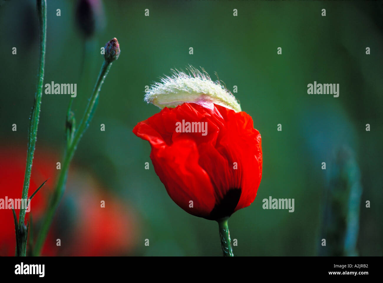 Red Poppy Papaver rhoeas Stock Photo - Alamy