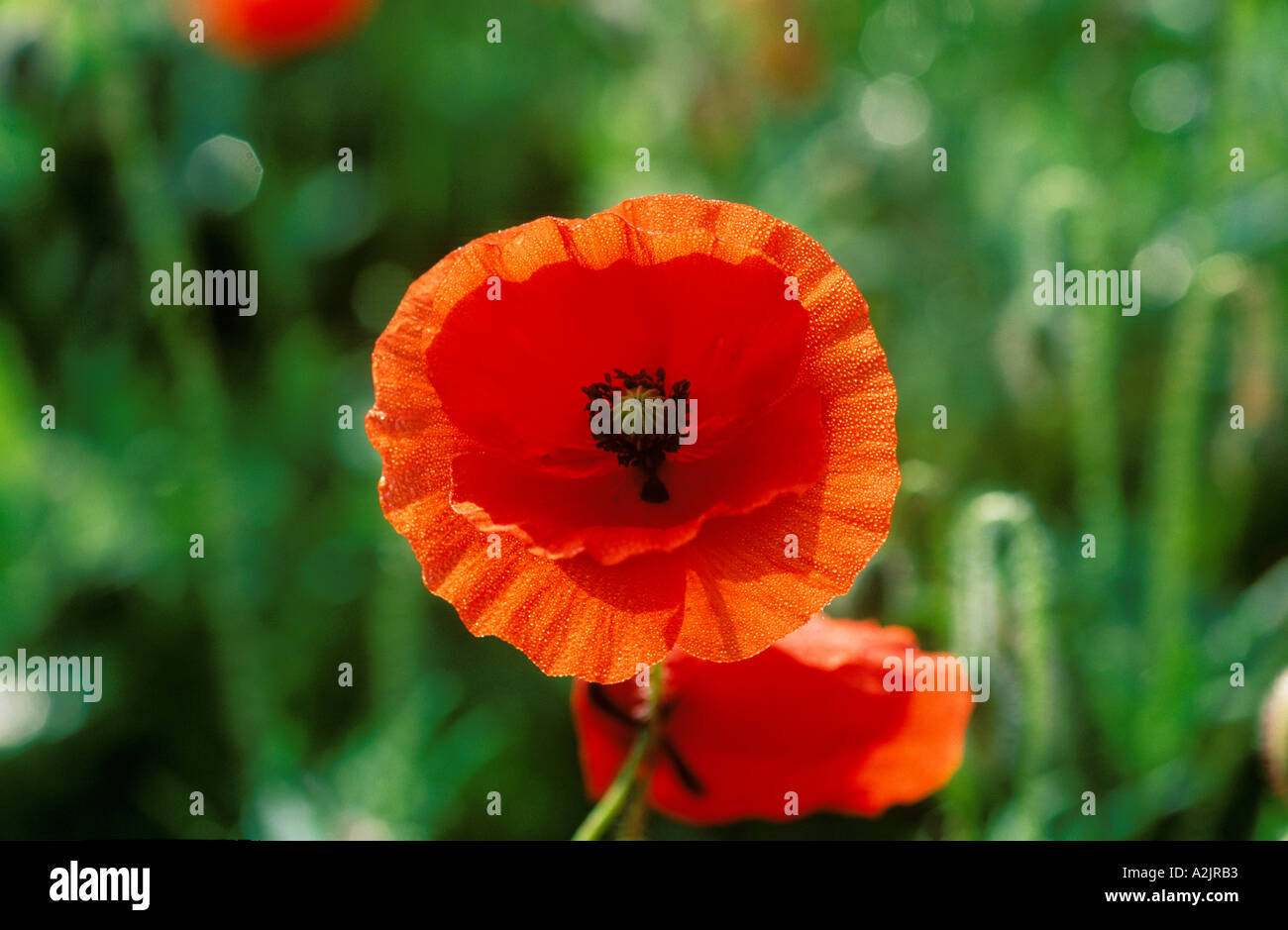 Red and poppy hi-res stock photography and images - Alamy