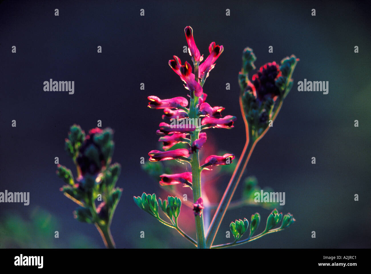 Fumaria officinalis flowers hi-res stock photography and images - Alamy