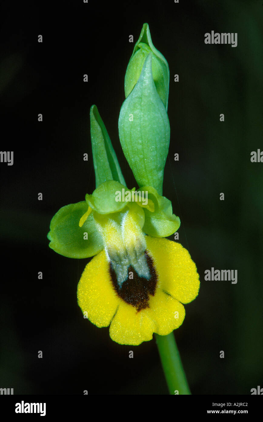 Yellow ophrys Ophris lutea Ophrys lutea Spain Stock Photo - Alamy