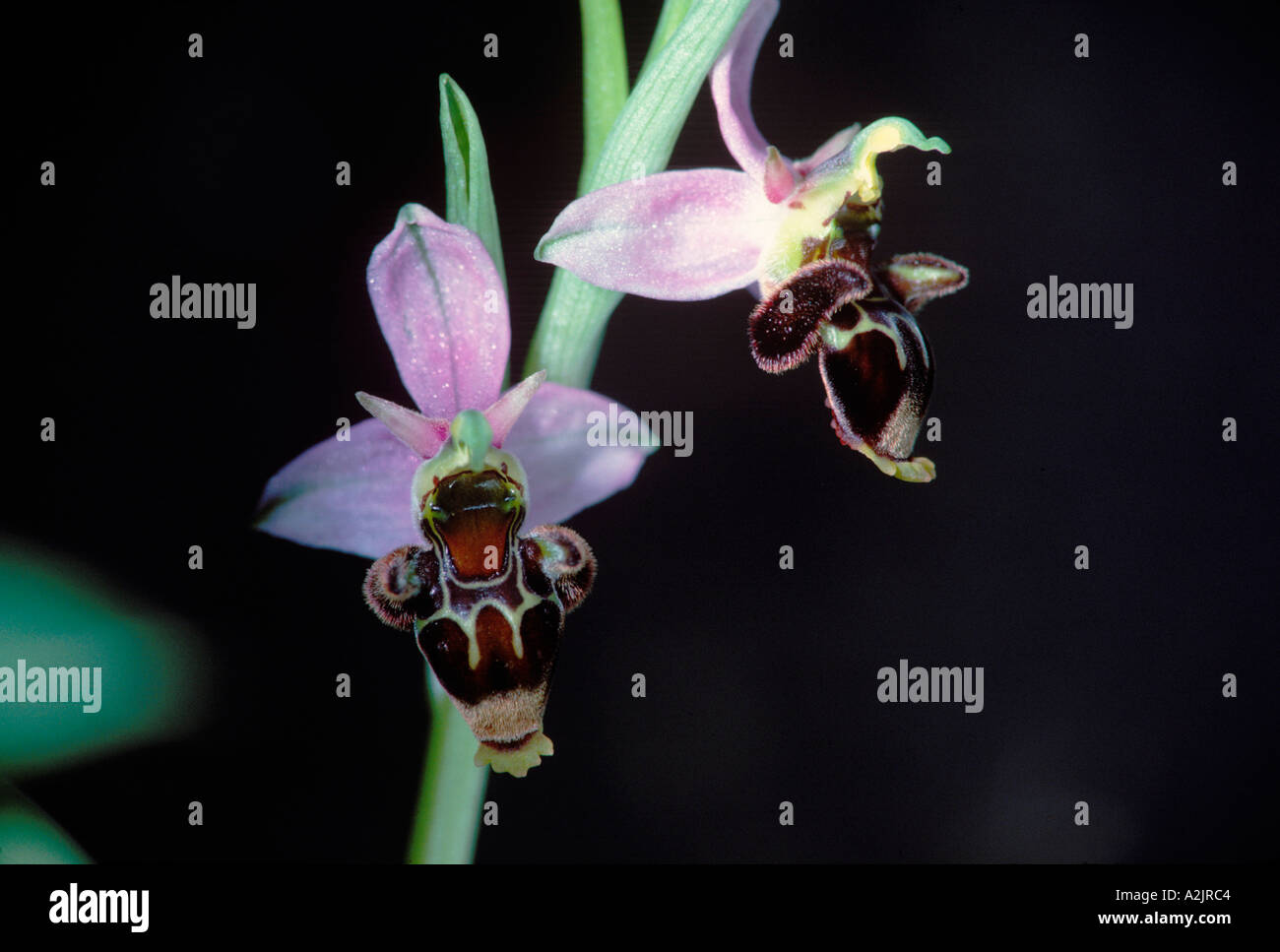 Woodcock orchid Ophrys scolopax Spain Stock Photo - Alamy