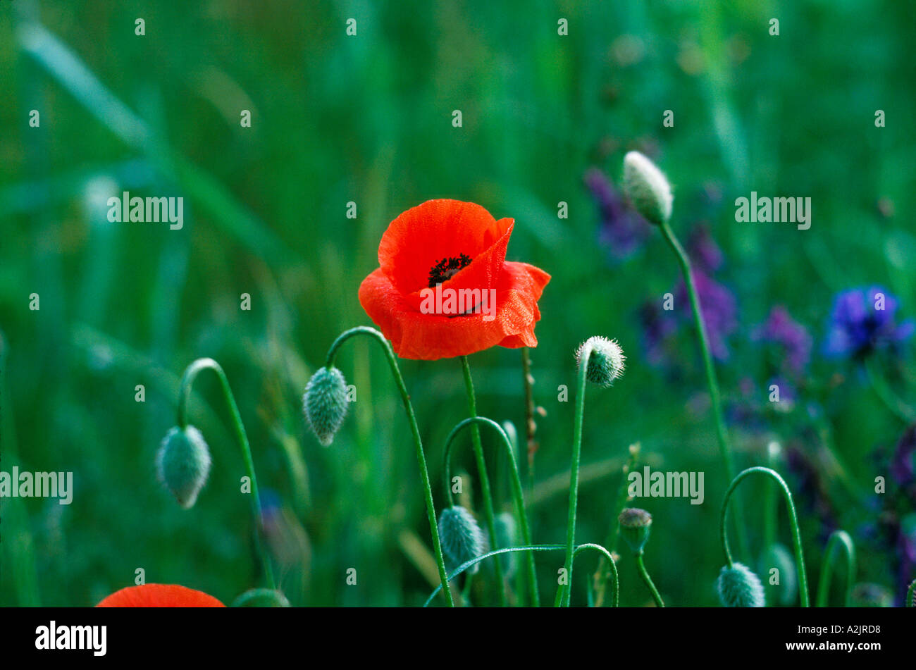 Red Poppy Papaver rhoeas Stock Photo - Alamy