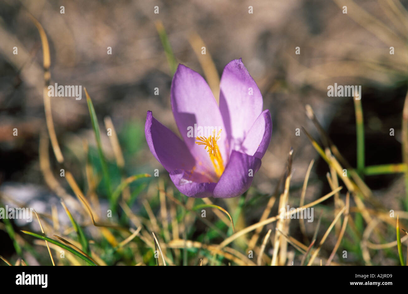 Autumn crocus Colchium autumnale poisonous plant Stock Photo - Alamy