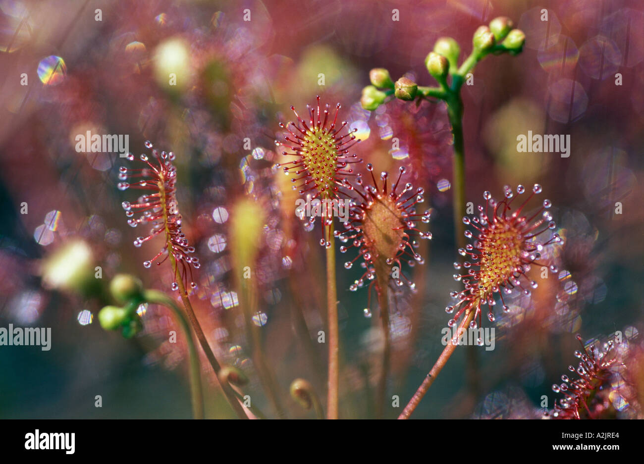 Spatulate leaved Sundew Spoon leaved Sundew Drosera intermedia Germany ...