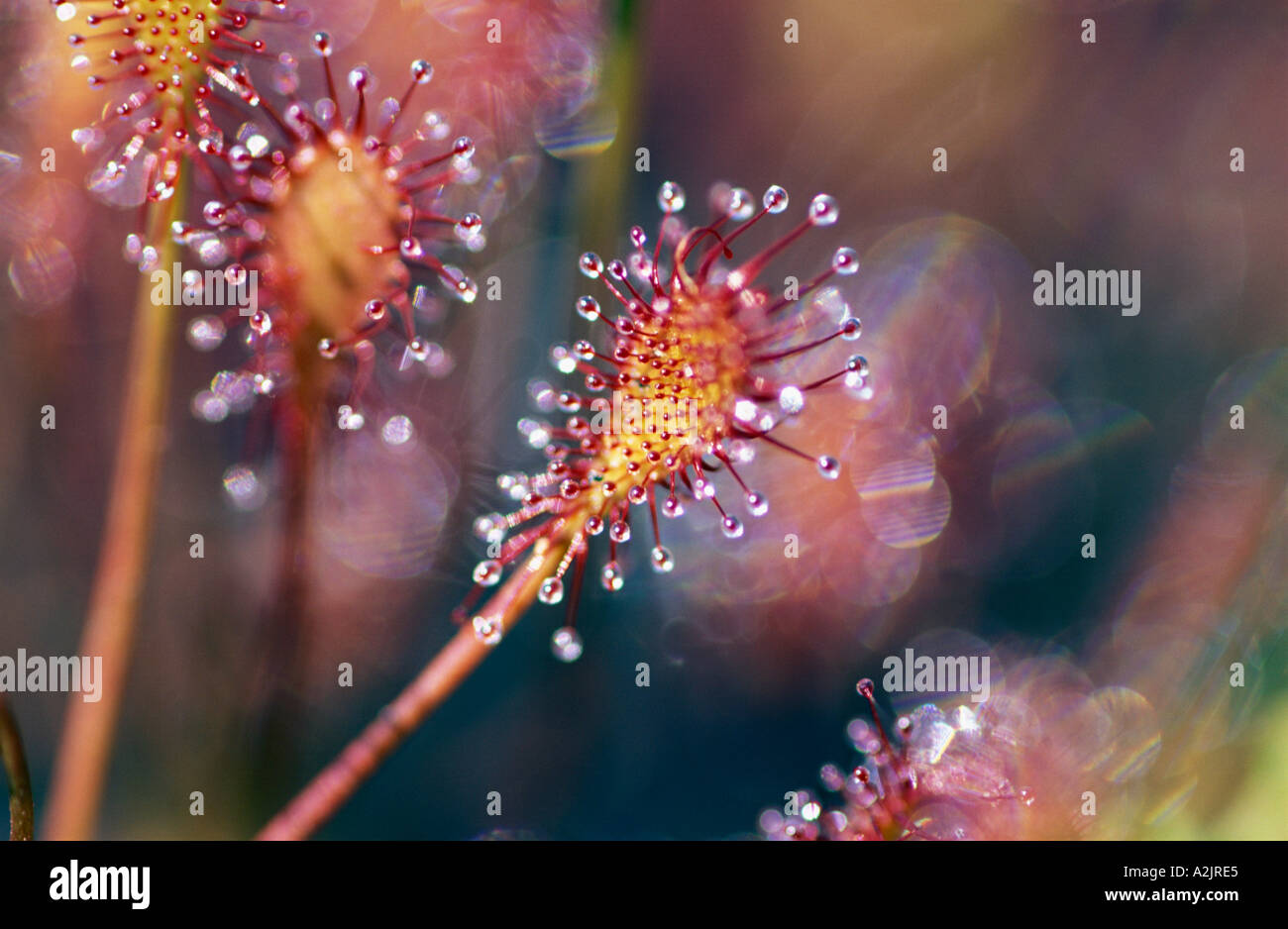Spatulate leaved Sundew Spoon leaved Sundew Drosera intermedia Germany ...