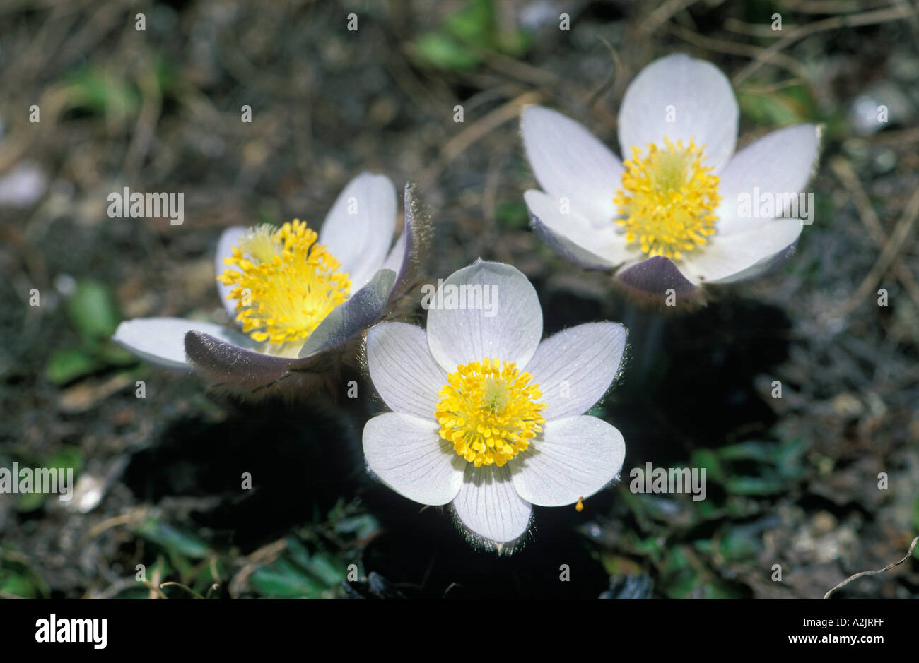 Anemone makro hi-res stock photography and images - Alamy