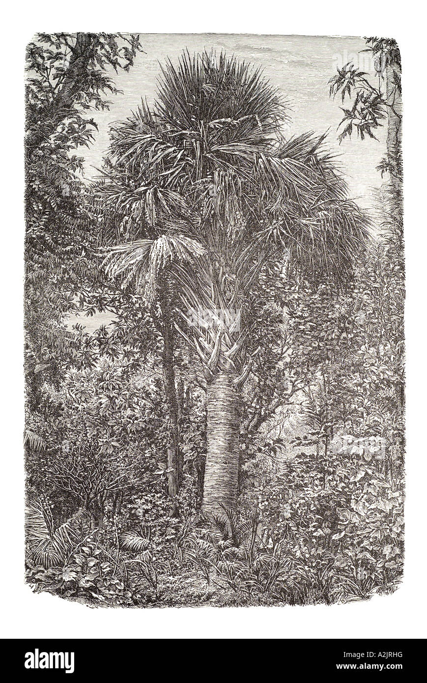 Rio de Janeiro rainforest Panama Panamanian Latin America central ...