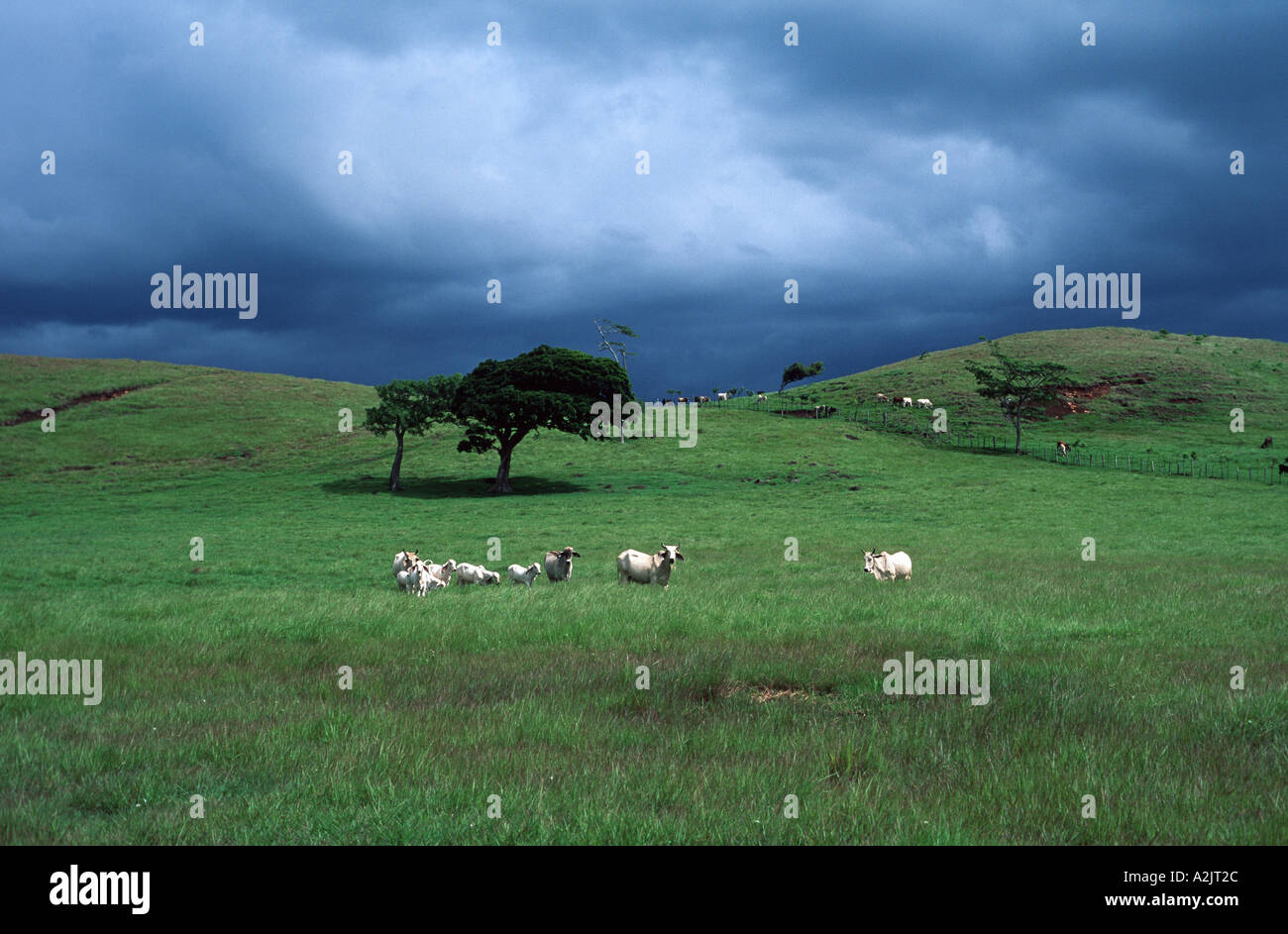 Guanacaste animals hi-res stock photography and images - Alamy